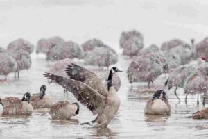 Art of Teamwork: 7 Lessons that we Learn from Geese