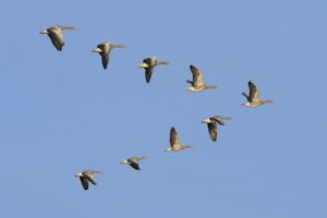 Art of Teamwork: 7 Lessons that we Learn from Geese